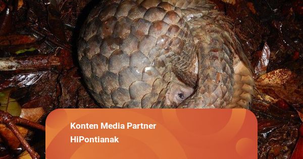 337,88 Kg Sisik Trenggiling Dijual, Setara 2.000 Ekor Trenggiling Dibunuh | kumparan.com